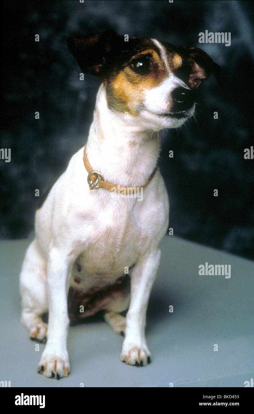 Hooperman hi-res stock photography and images - Alamy