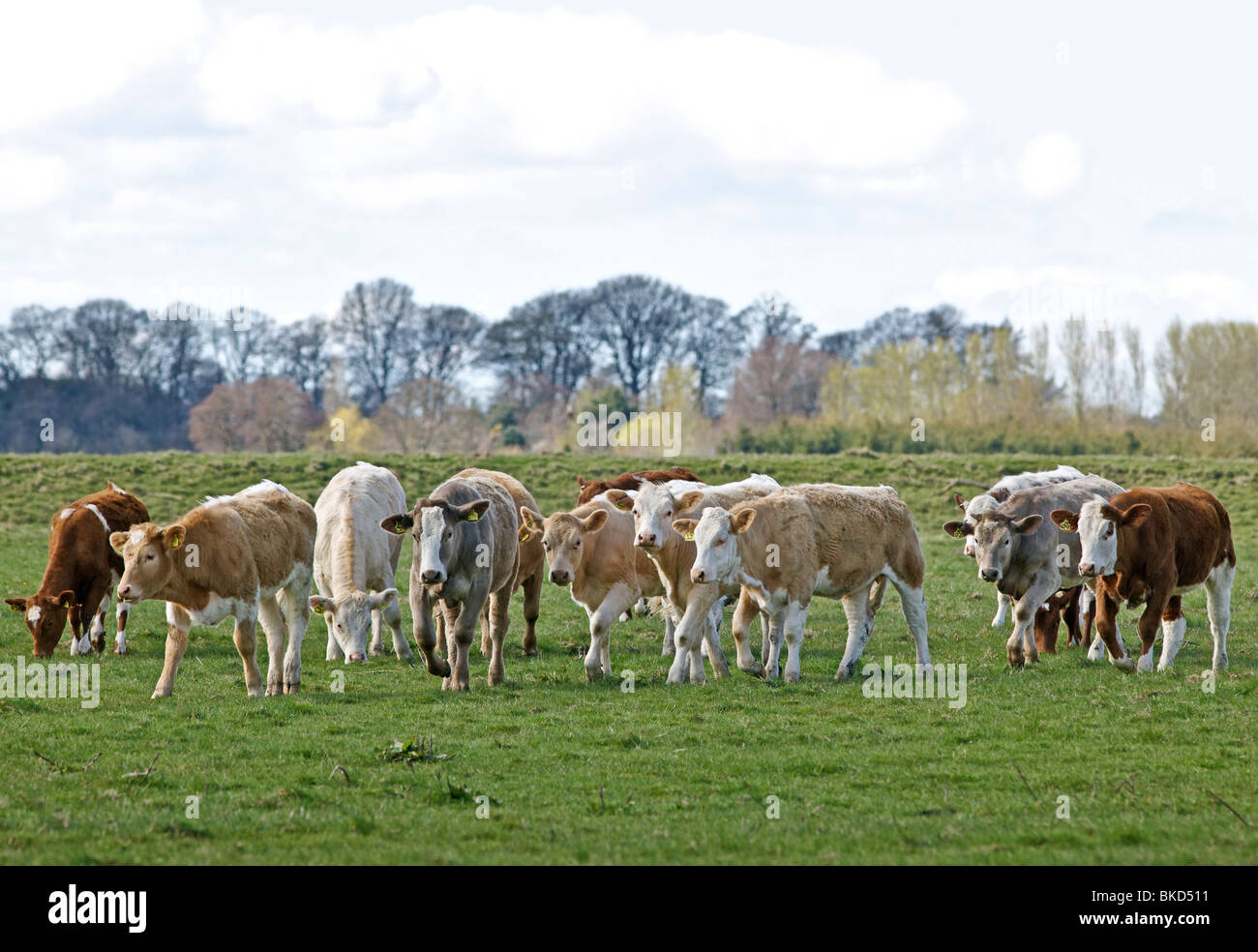 Small group of commercial / beef cattle in field Stock Photo - Alamy
