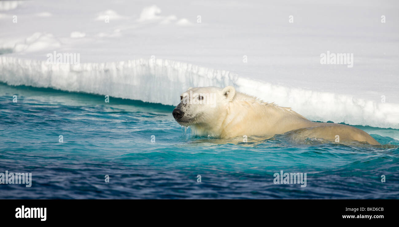 Norway, Svalbard, Spitsbergen Island, Polar Bear (Ursus maritimus ...