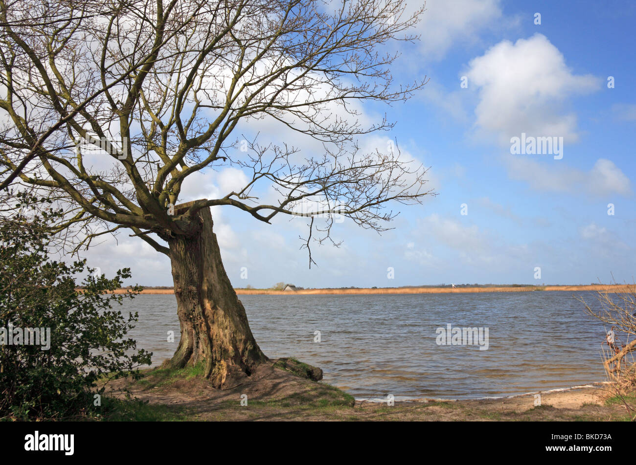 Broad tree hi-res stock photography and images - Alamy