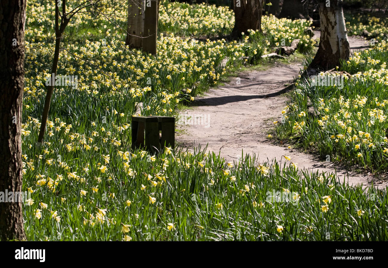 Spring Woodland 9 Stock Photo - Alamy