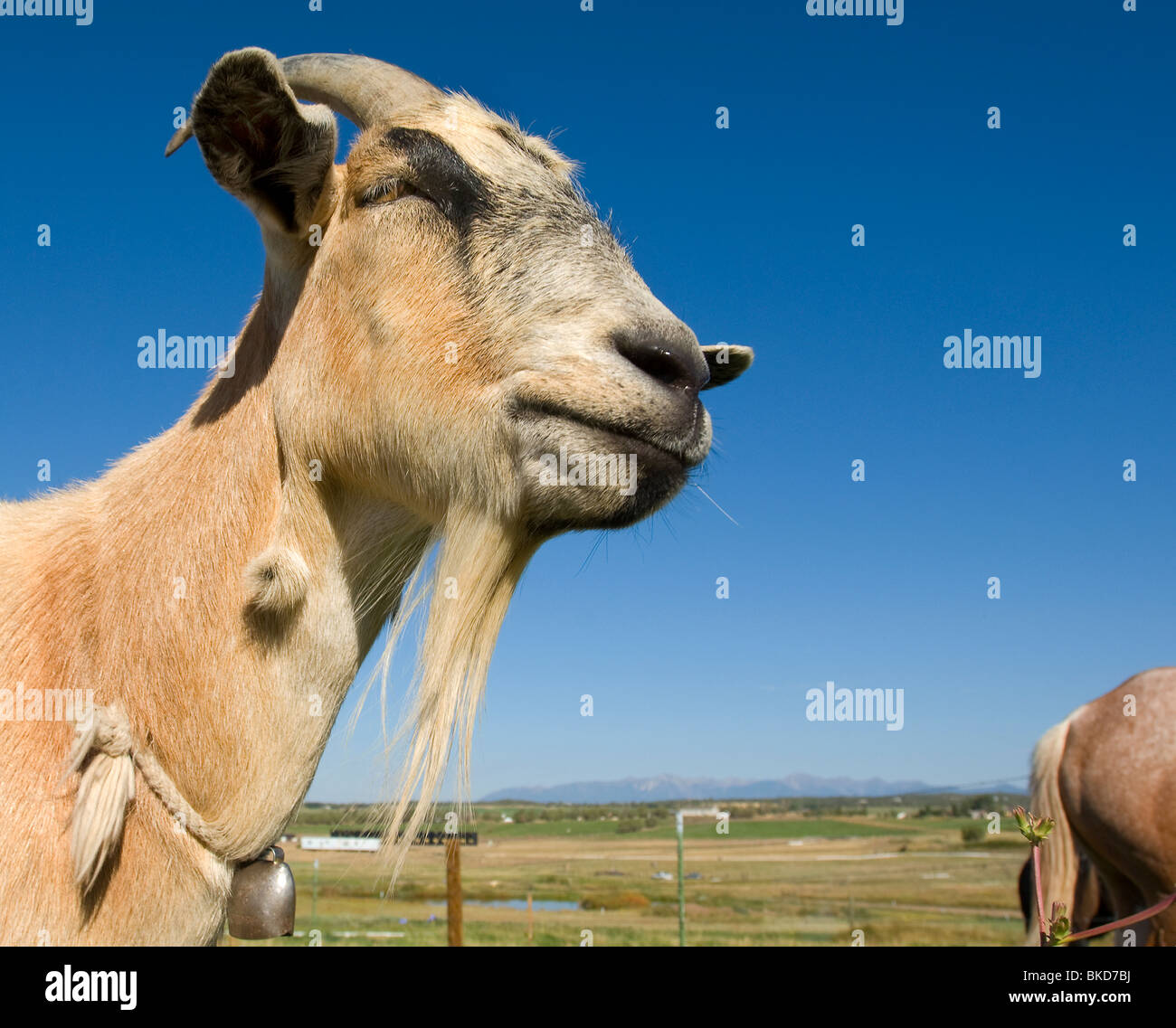 Chin goat hi-res stock photography and images - Alamy