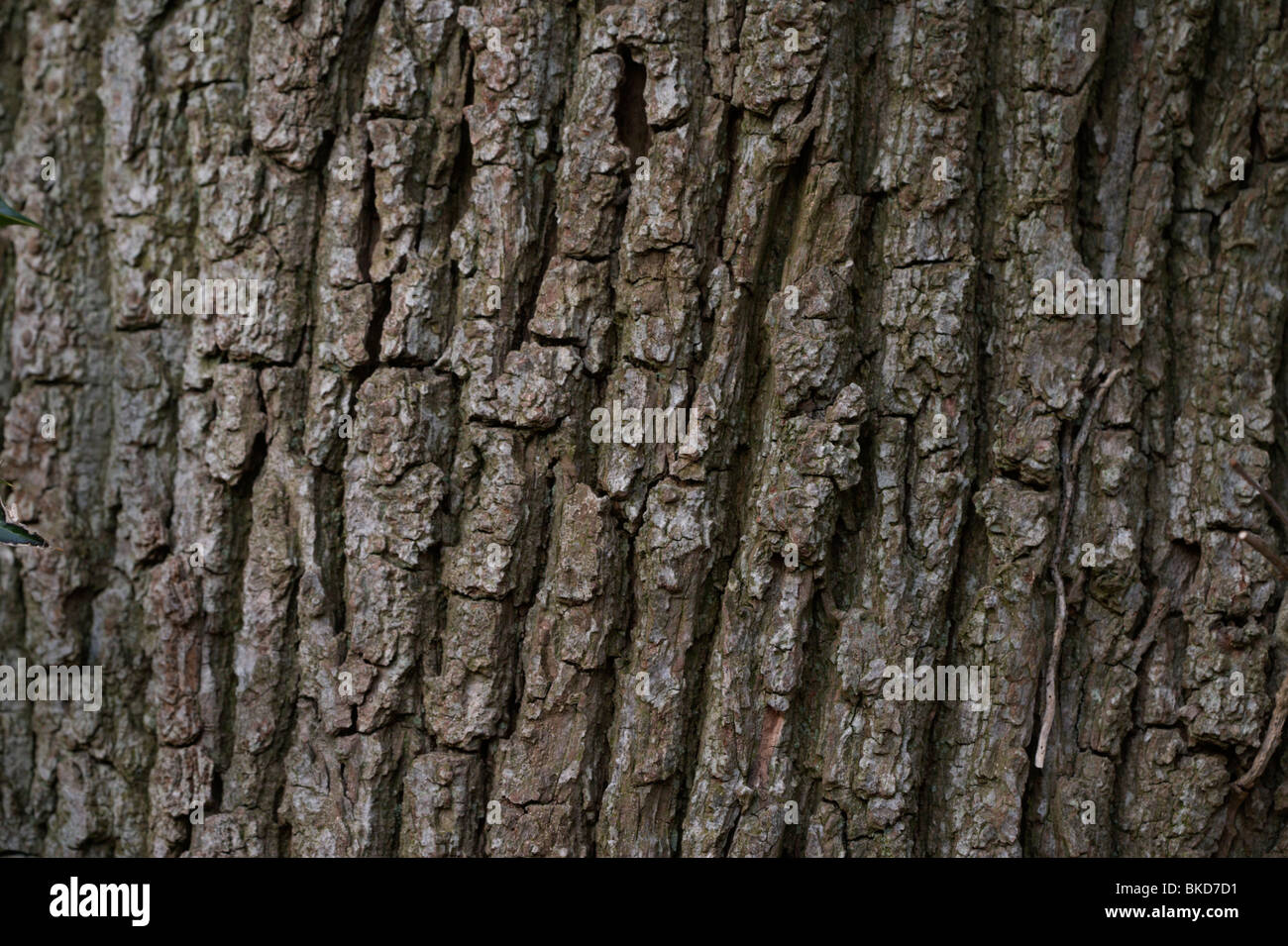 oak tree bark Stock Photo - Alamy
