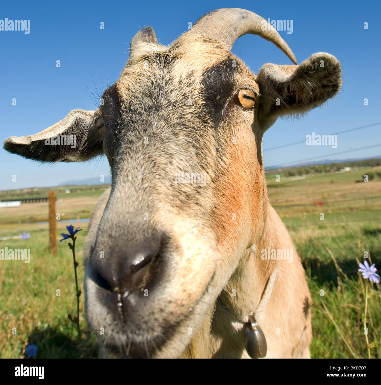 Billy Goat in rural pasture Stock Photo - Alamy
