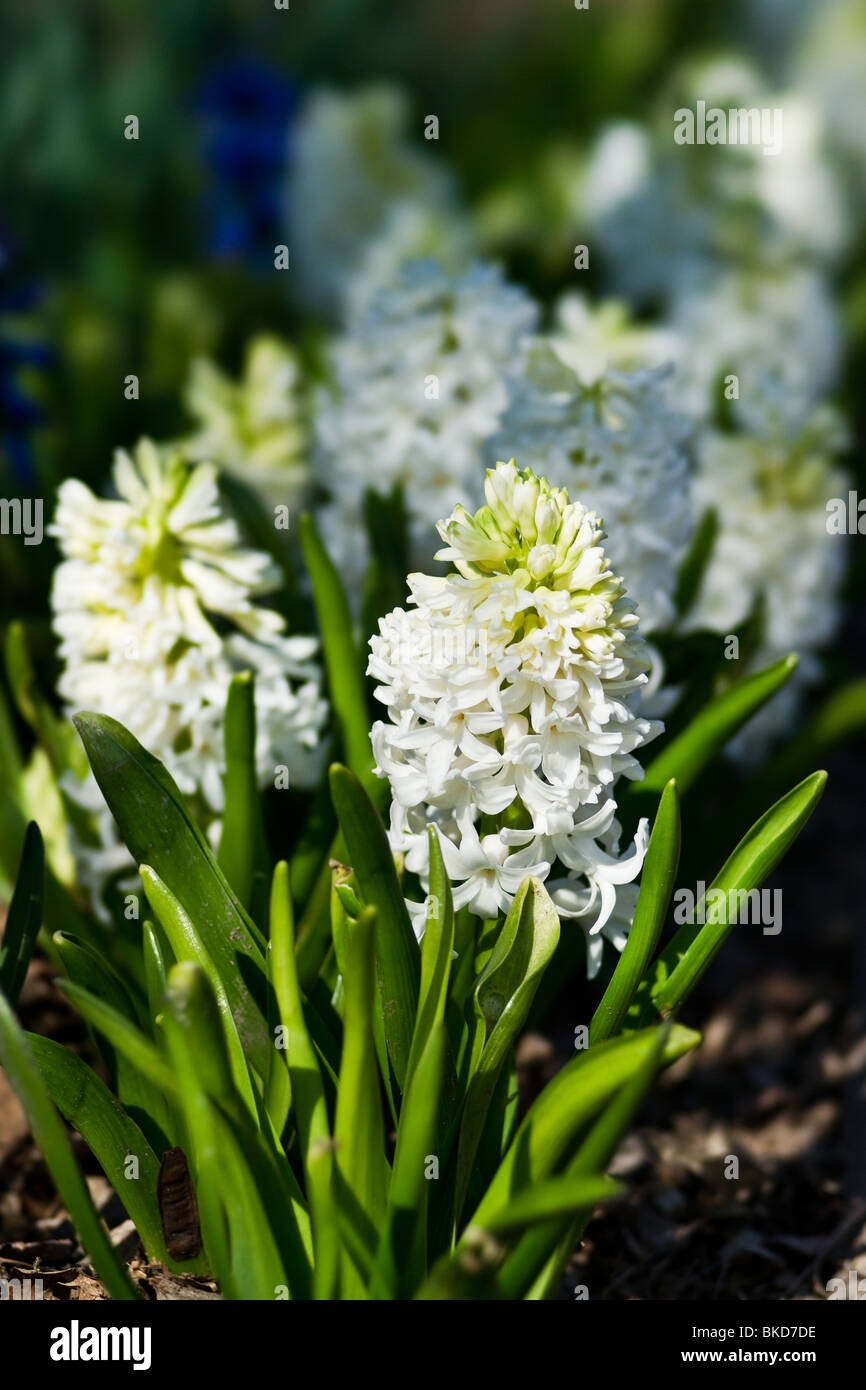 Hyacinthus horticulture hi-res stock photography and images - Alamy