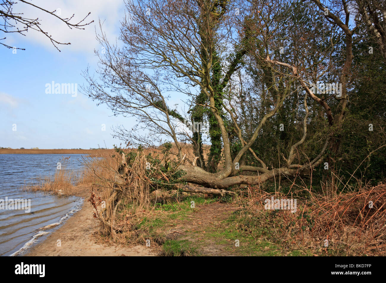 Martham broad hi-res stock photography and images - Alamy