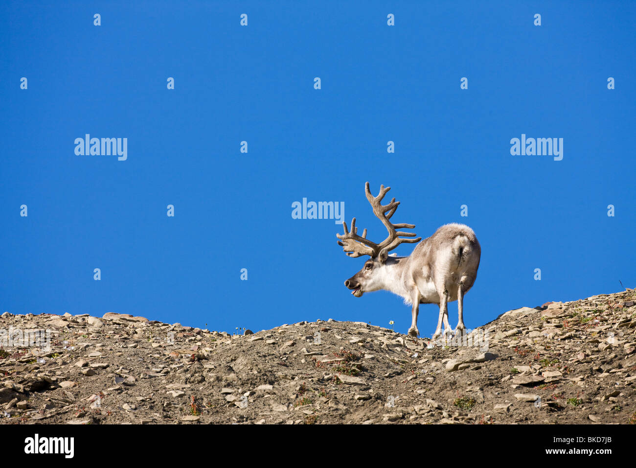 Norway, Svalbard, Edgeoya Island, Reindeer (Rangifer tarandus) feeding ...