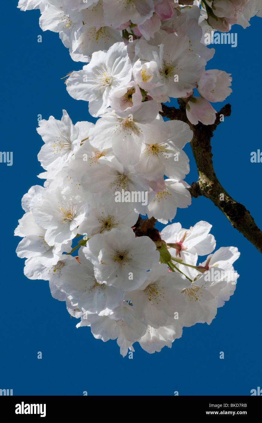 Cherry blossom on a cherry tree in spring time Stock Photo - Alamy