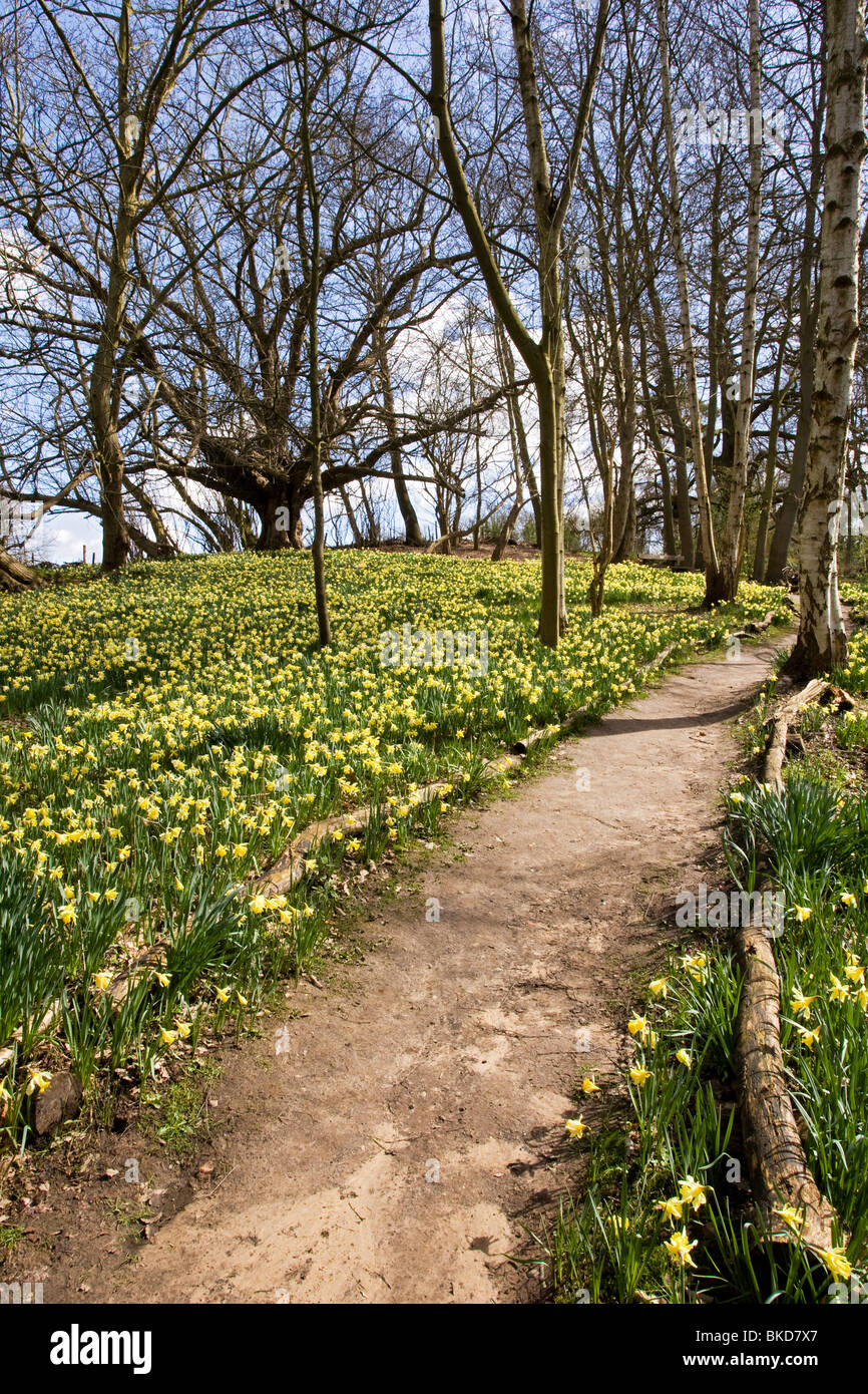 Spring Woodland 2 Stock Photo - Alamy