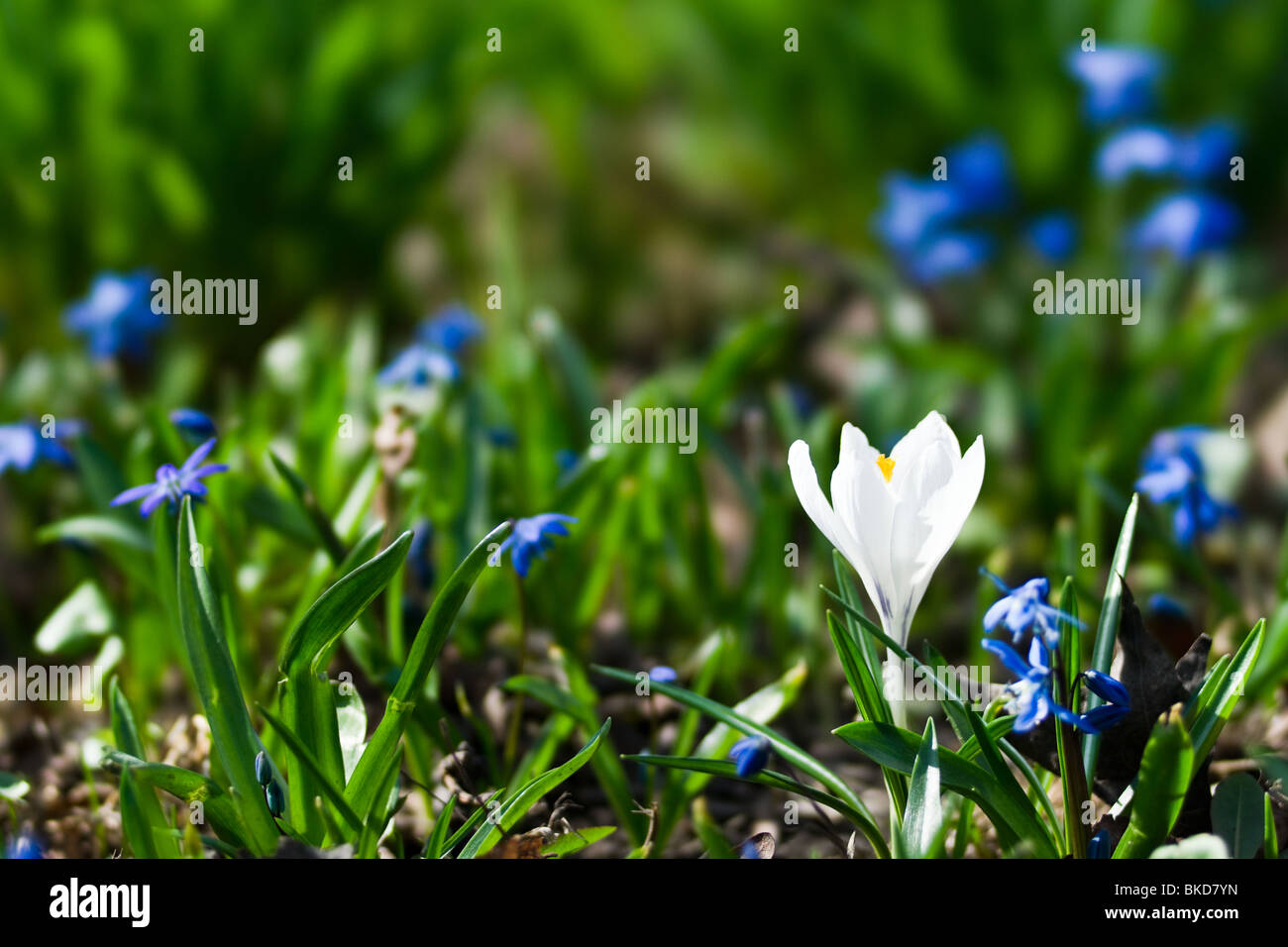 Crocus like flowers hi-res stock photography and images - Alamy