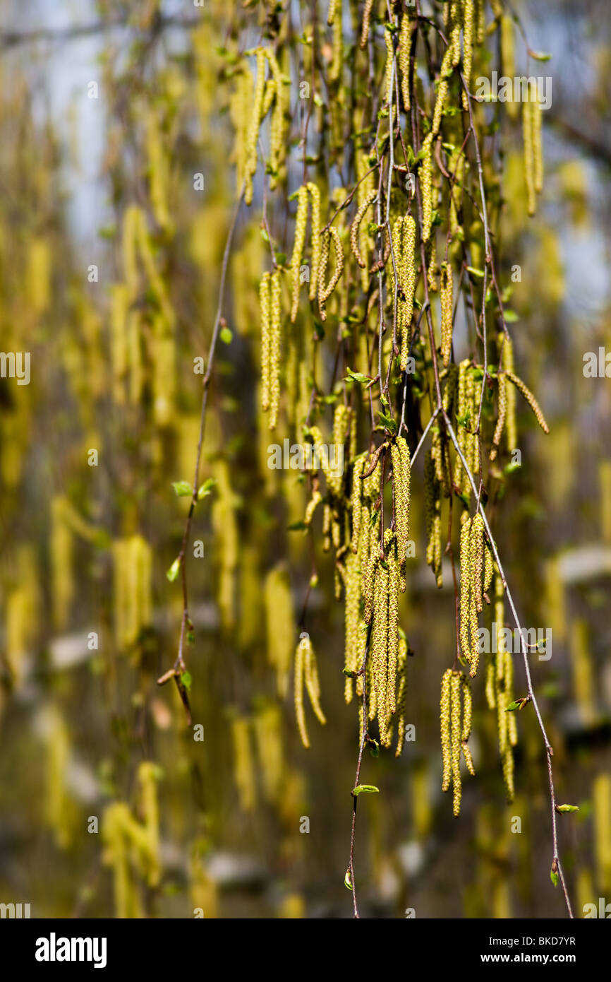 Ament of a birch tree Stock Photo - Alamy