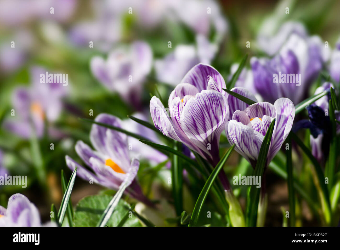 Vernus iridaceae hi-res stock photography and images - Alamy