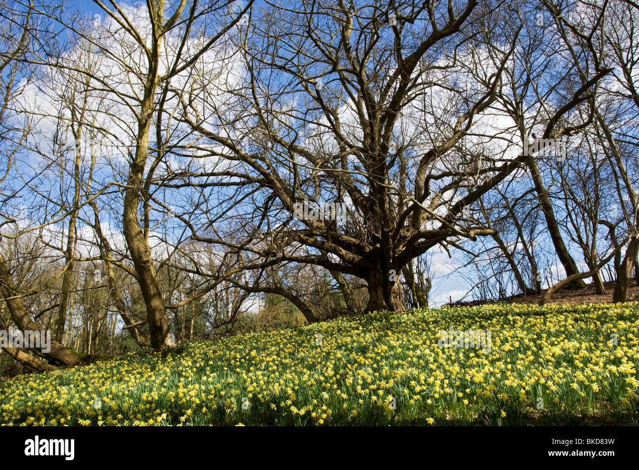 Spring bulbs and blossom trees hi-res stock photography and images - Alamy