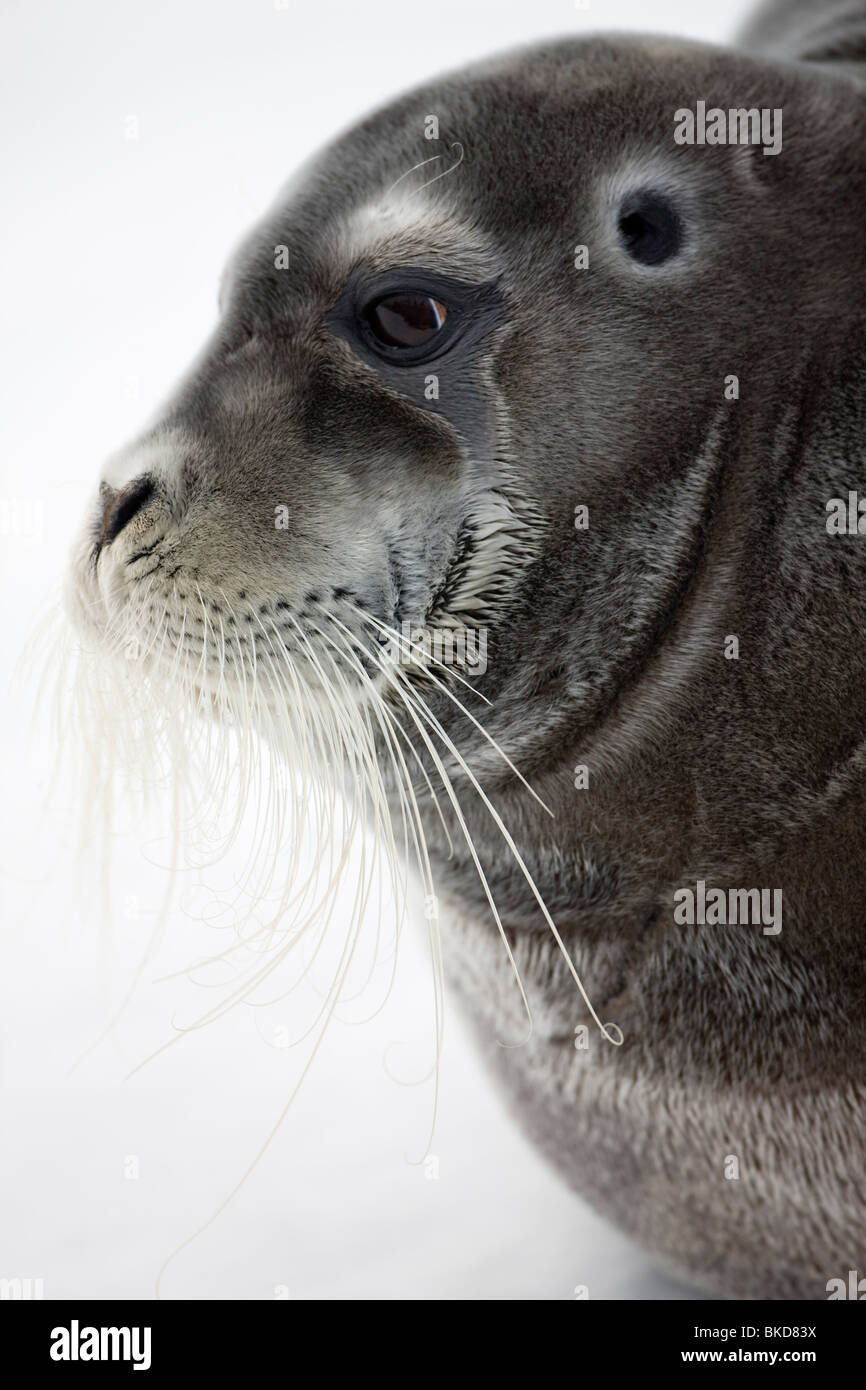 Norway, Svalbard, Spitsbergen Island, Portrait of Bearded Seal ...
