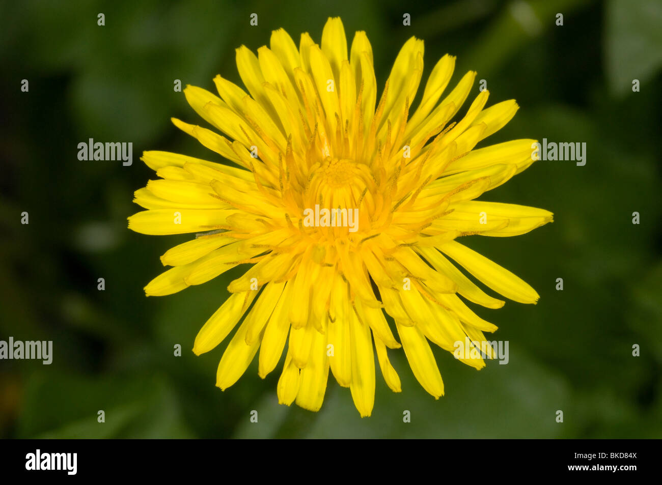 Single yellow dandelion flower, (Taraxacum officinale Stock Photo - Alamy