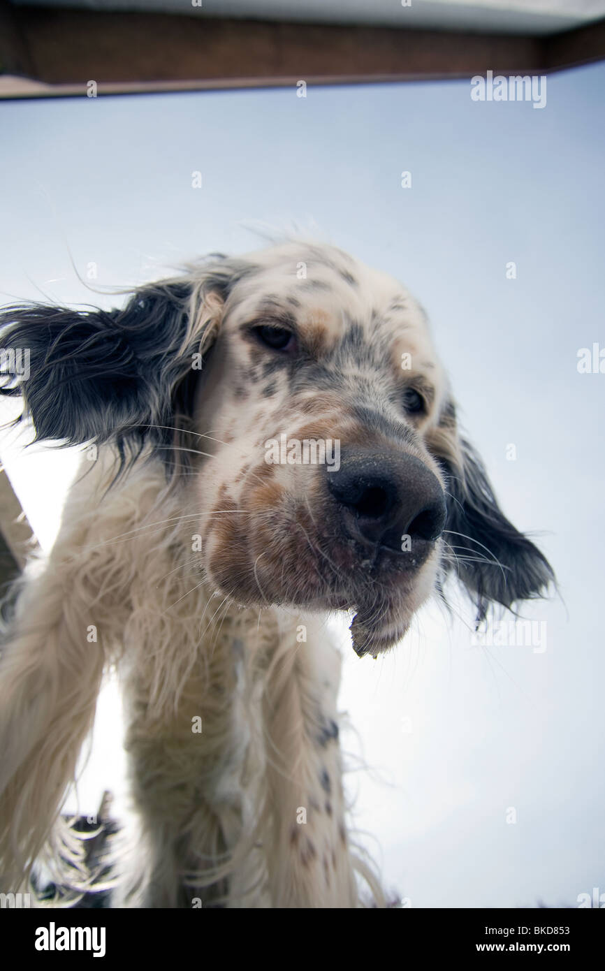 Setter face hi-res stock photography and images - Alamy