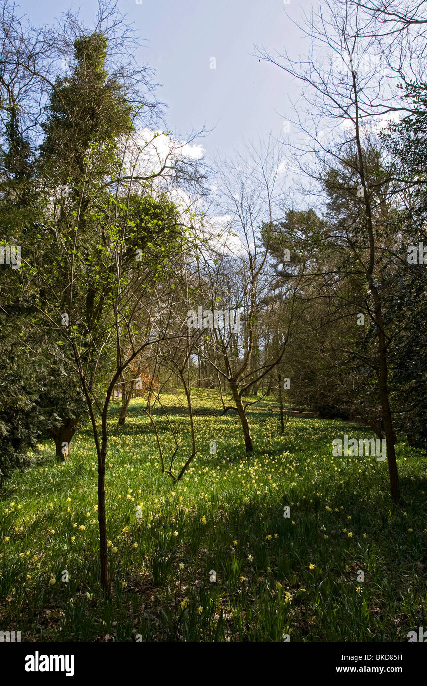 Spring bulbs and blossom trees hi-res stock photography and images - Alamy