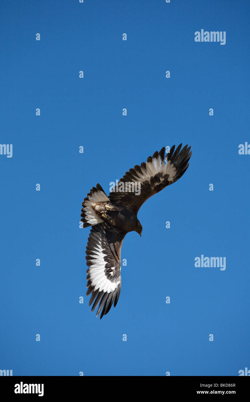 Trained hunting eagle flying at Golden Eagle Festival. Bayan Olgii ...