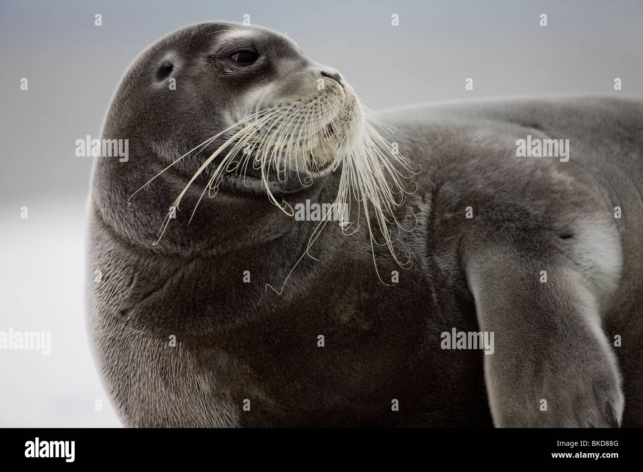 Norway, Svalbard, Spitsbergen Island, Portrait of Bearded Seal ...