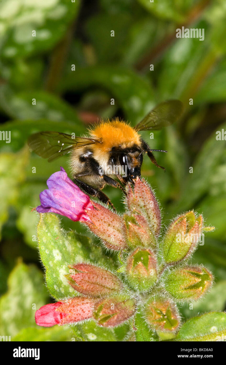 The common carder bee, Bombus pascuorum on pulmonaria Stock Photo - Alamy