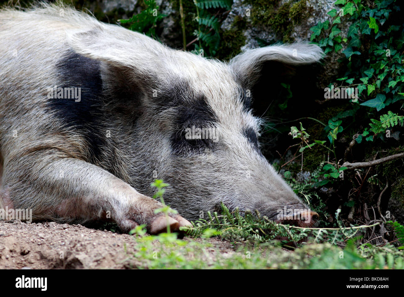 Corsica pig hi-res stock photography and images - Alamy