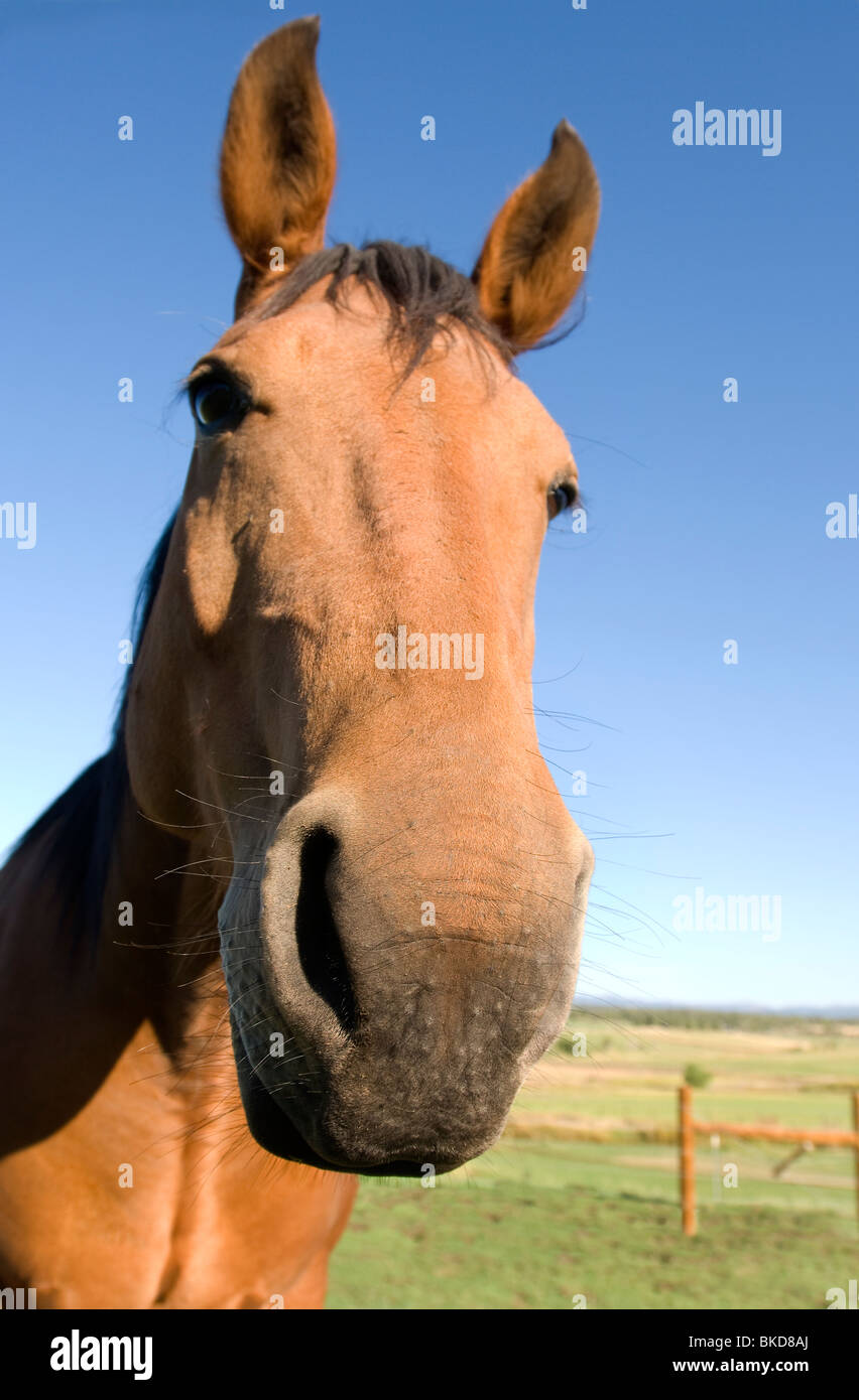 Mammals farm farm animals with horse portraits hi-res stock photography ...