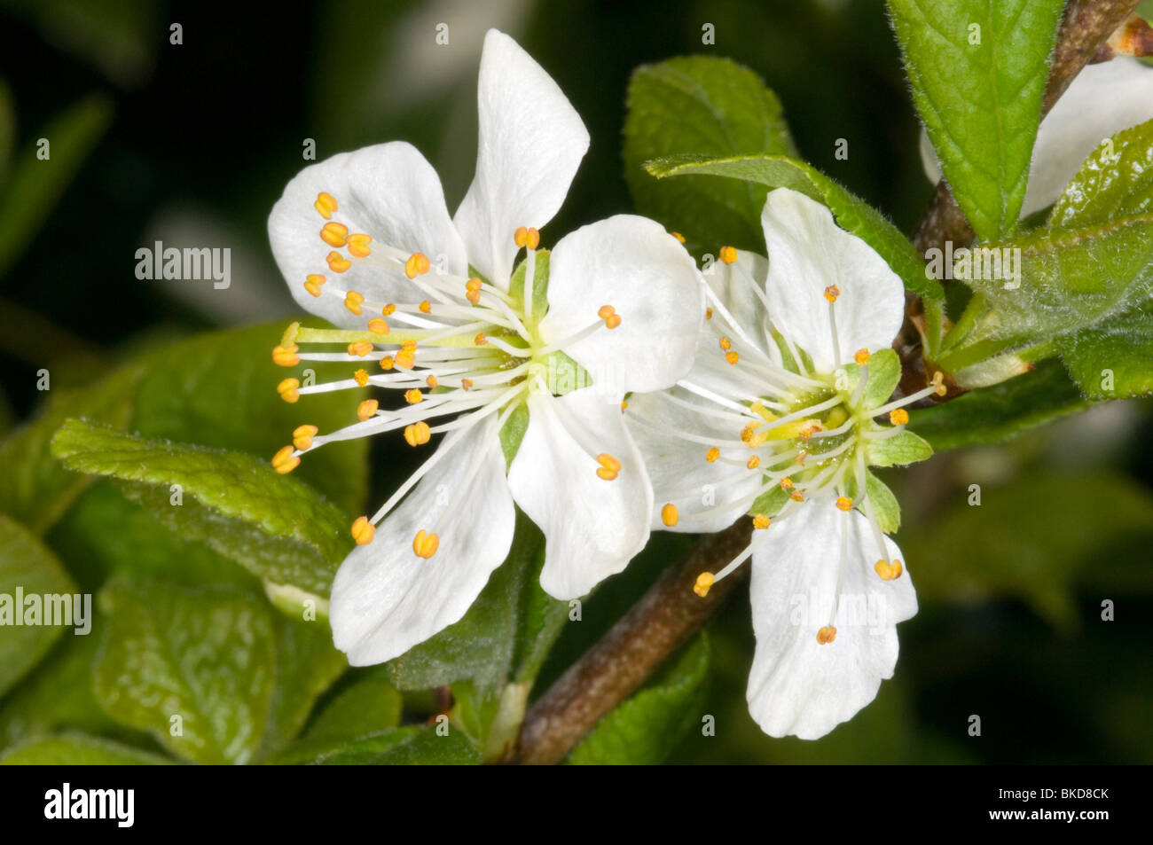Damson tree hi-res stock photography and images - Alamy