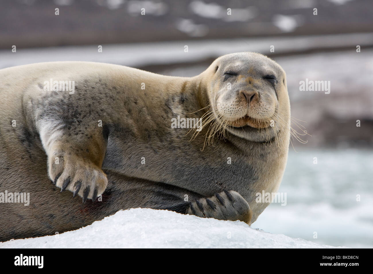 Norway, Svalbard, Spitsbergen, Bearded Seal (Erignathus barbatus ...