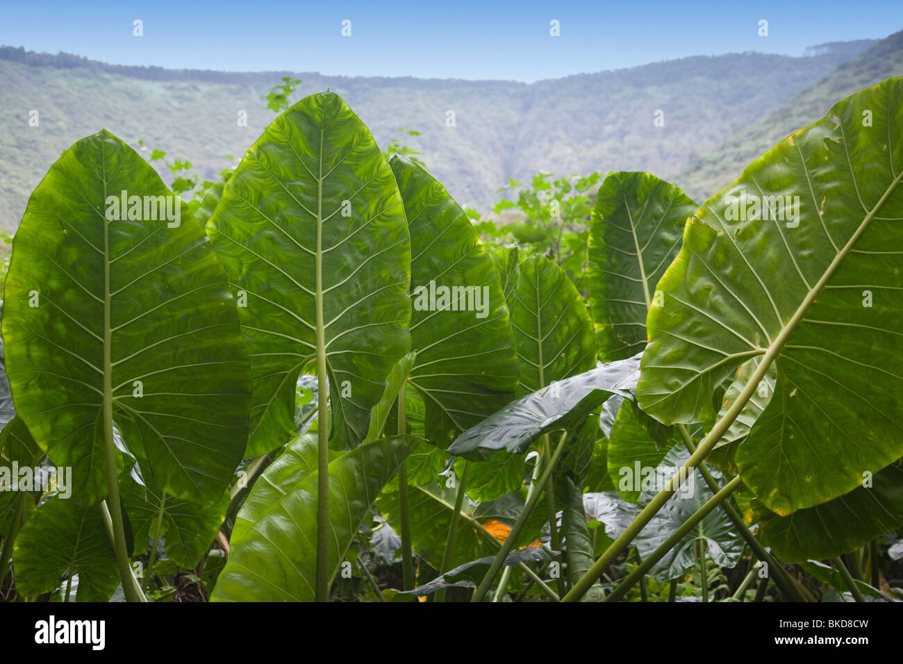Wild taro hi-res stock photography and images - Alamy