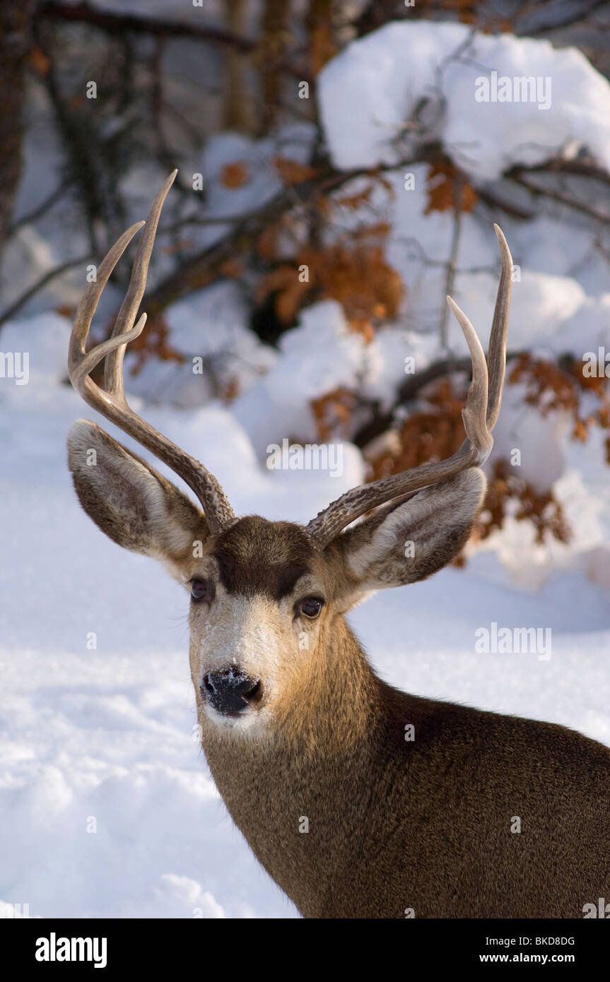 Mule Deer in winter Stock Photo - Alamy