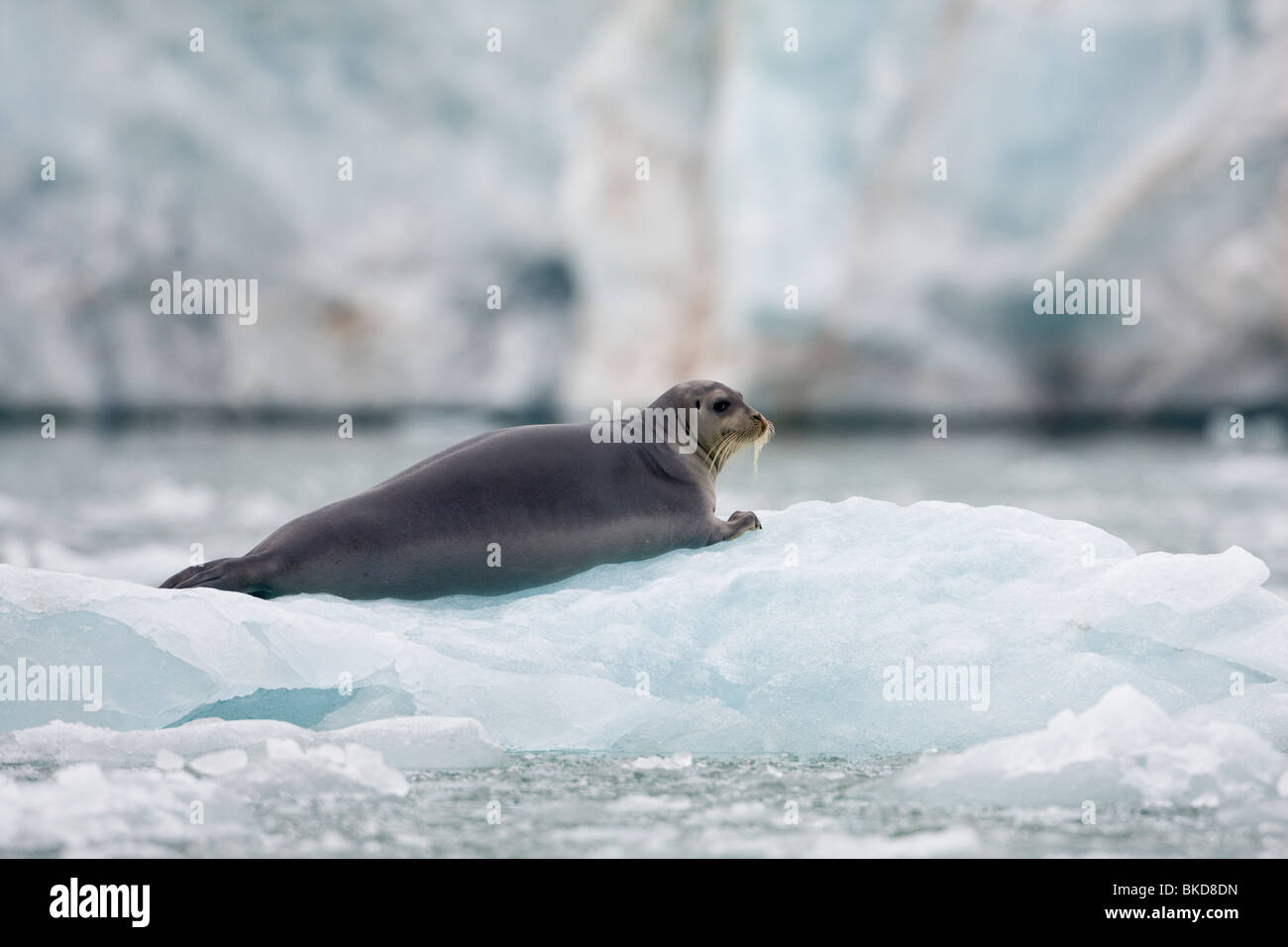 Bearded seal young hi-res stock photography and images - Alamy