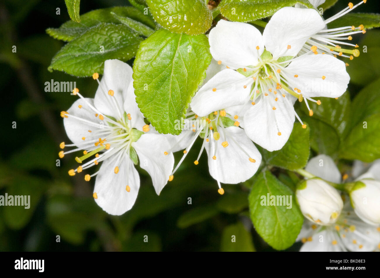 Damson tree hi-res stock photography and images - Alamy