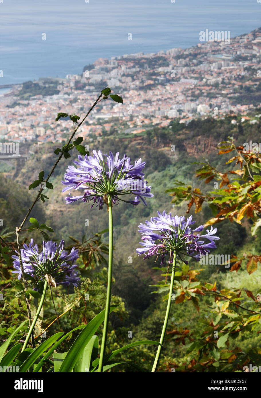 Madeira flower hi-res stock photography and images - Alamy