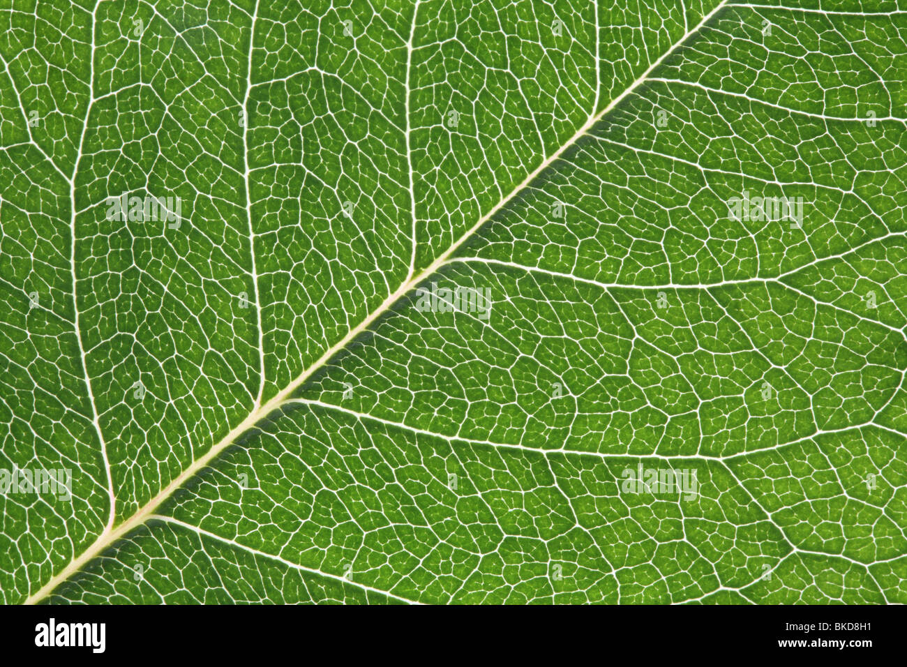 Close-up macro shot of back-lit rose leaf Stock Photo - Alamy