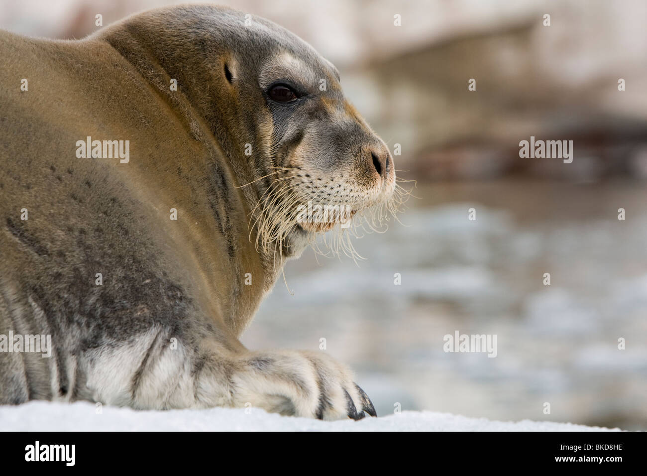 Norway, Svalbard, Spitsbergen, Bearded Seal (Erignathus barbatus ...