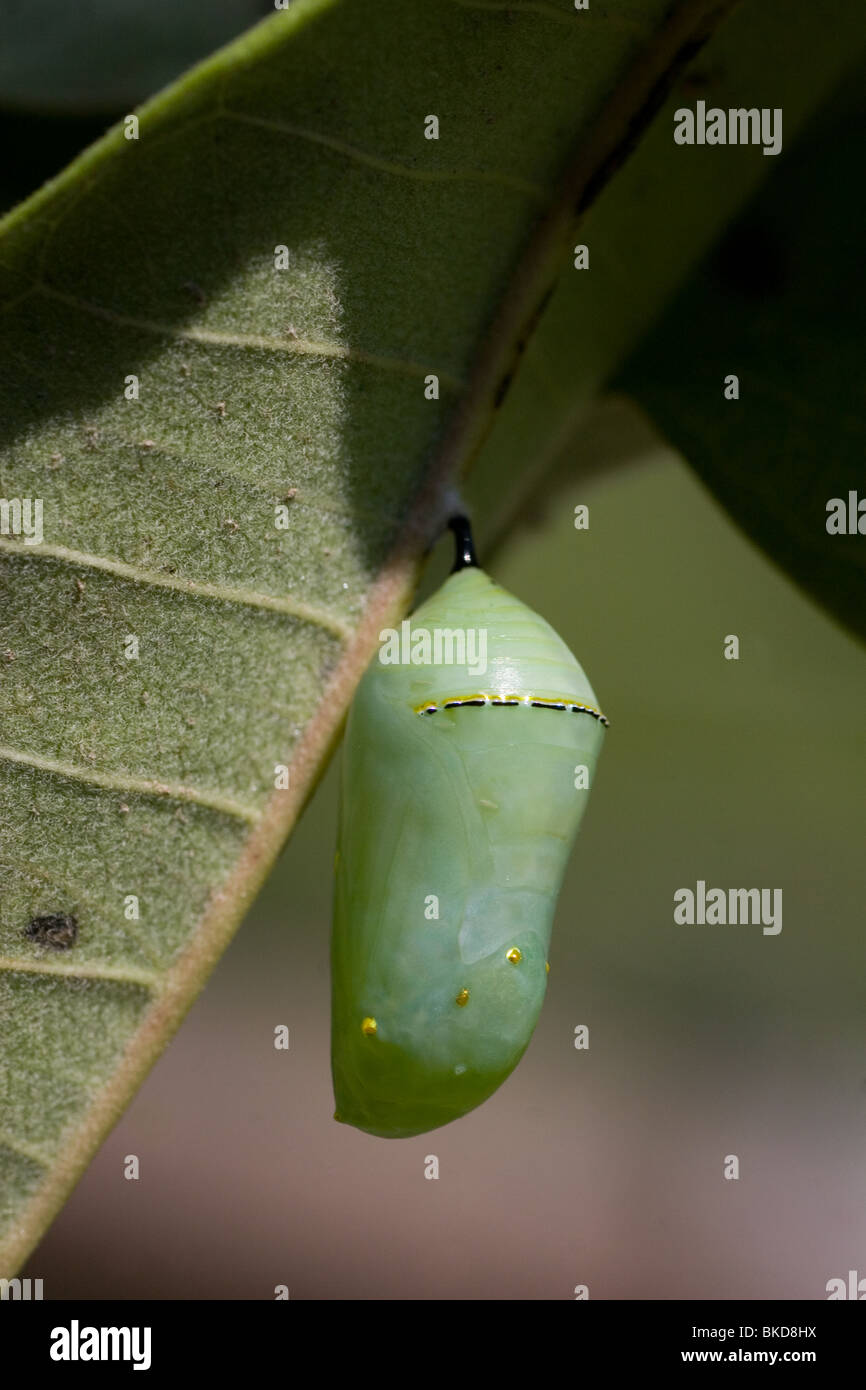 Pupae of Monarch butterfly Stock Photo - Alamy