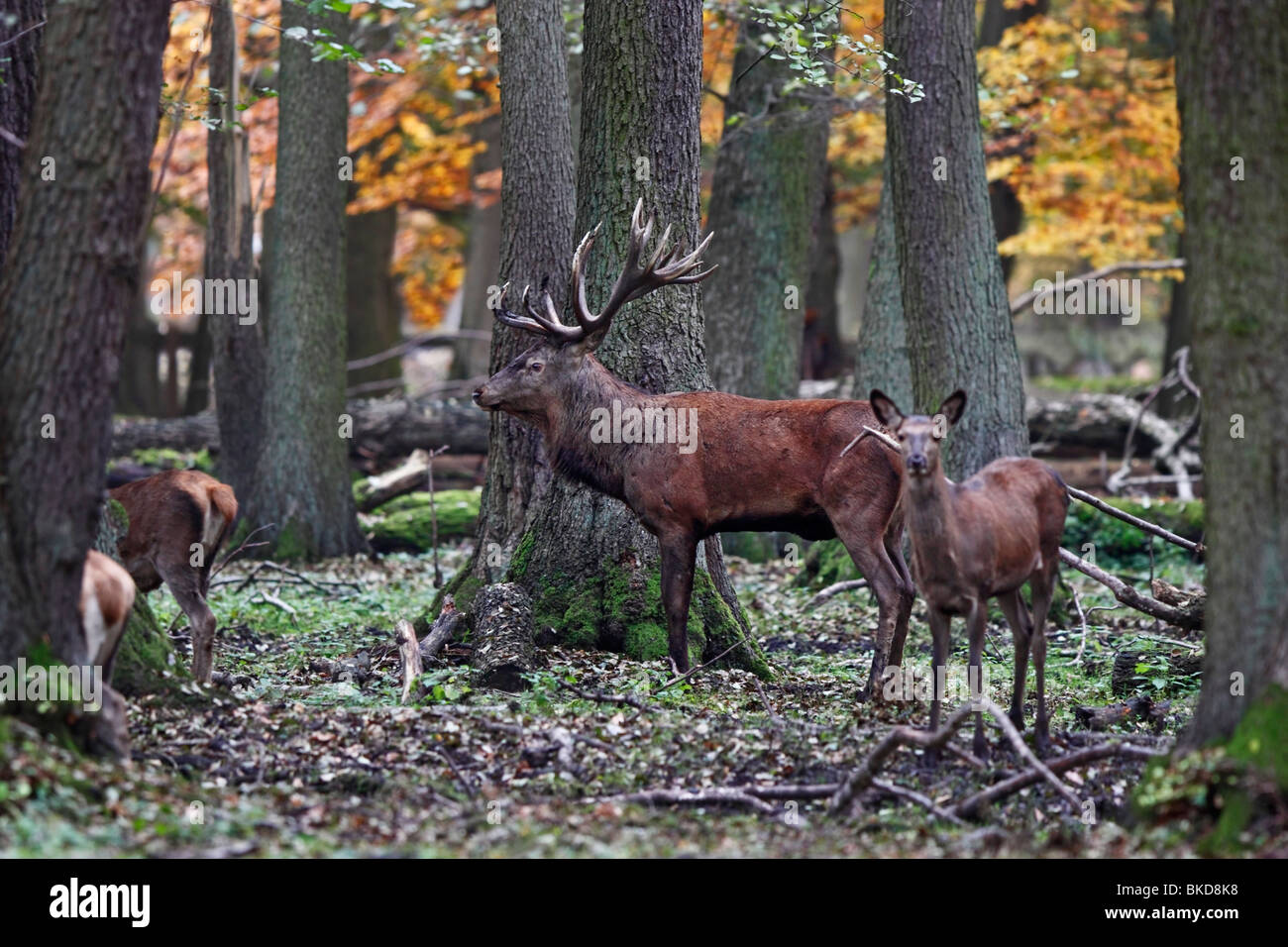 Male and female red deer hi-res stock photography and images - Alamy