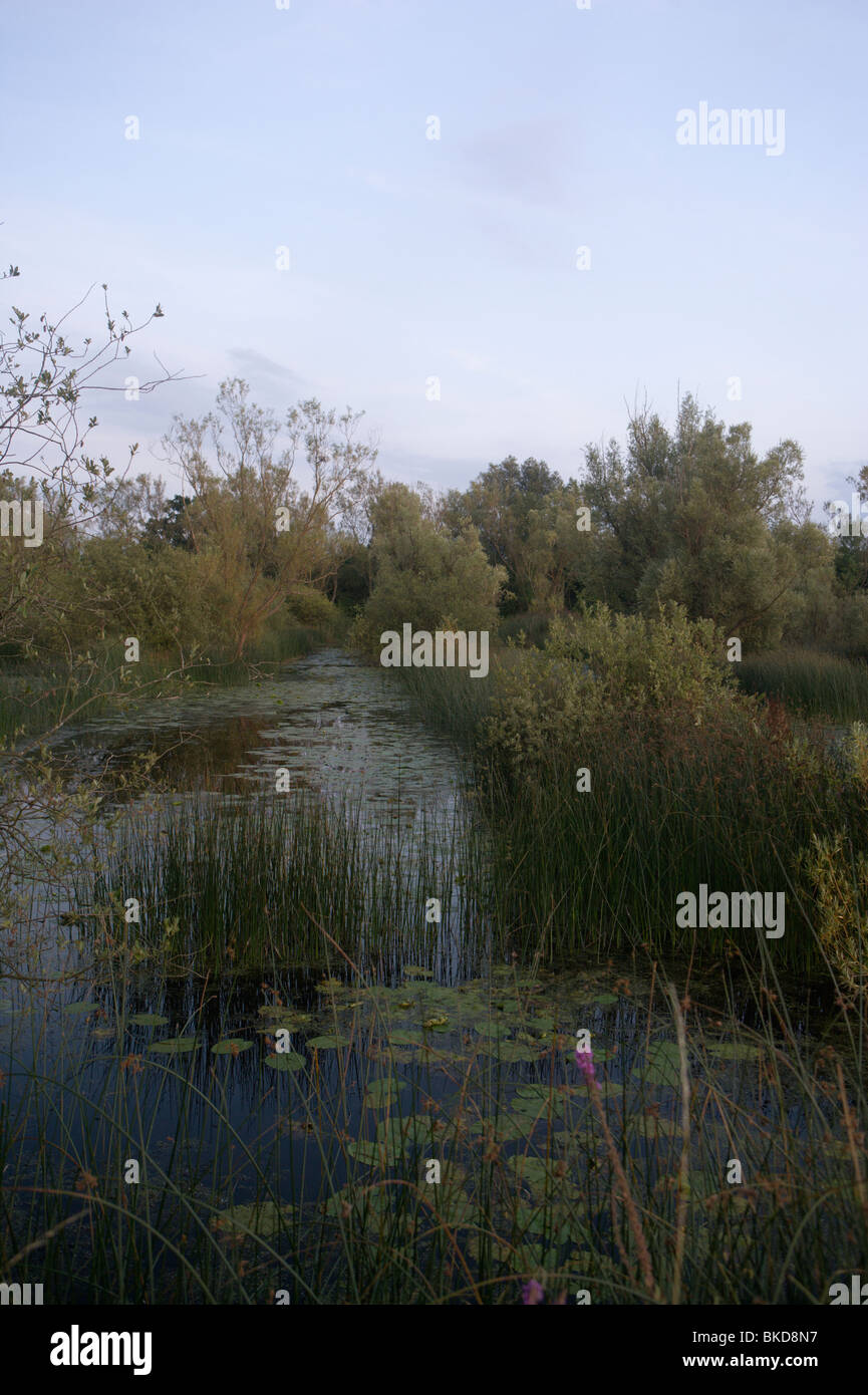 felmersham gravel pits bedfordshire Stock Photo - Alamy