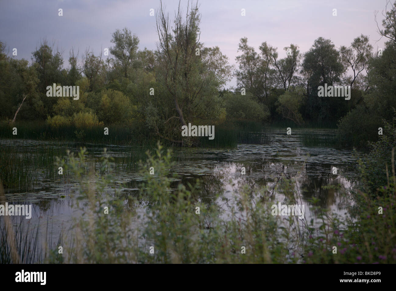 felmersham gravel pits bedfordshire Stock Photo - Alamy