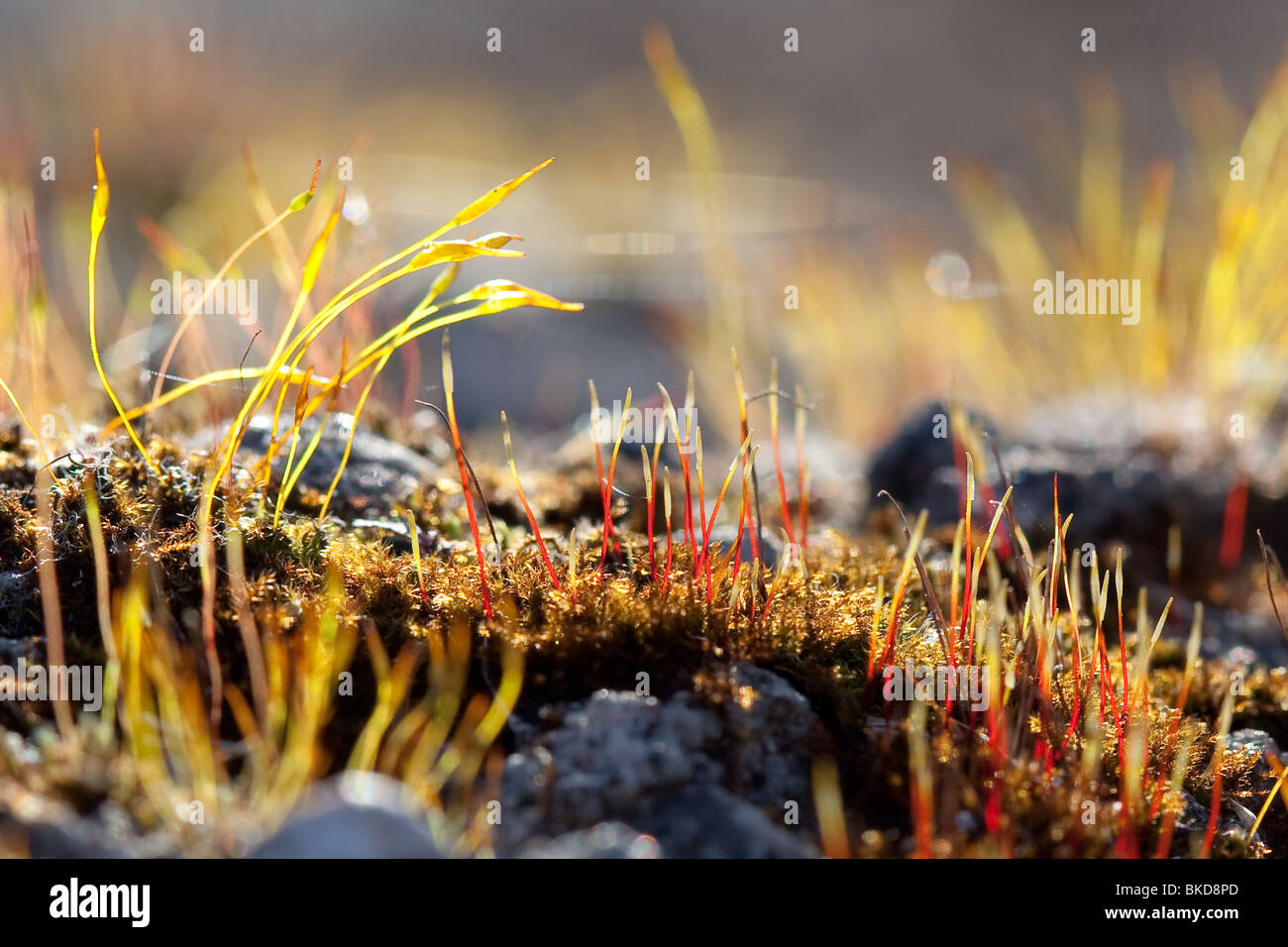 Beautiful and colorful moss sprout early spring Stock Photo - Alamy