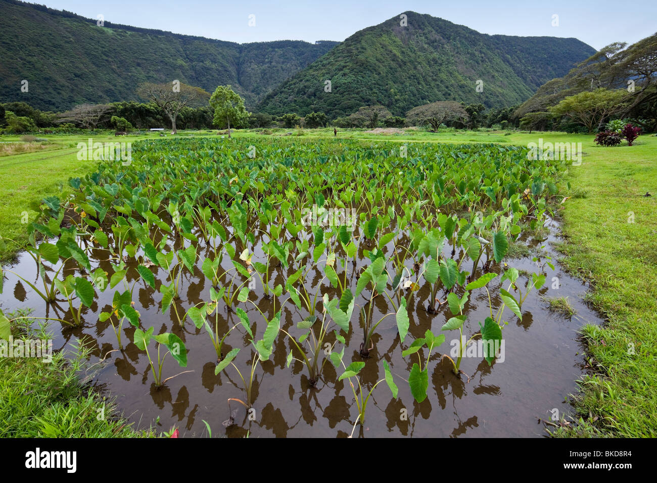 Kalo farming hi-res stock photography and images - Alamy
