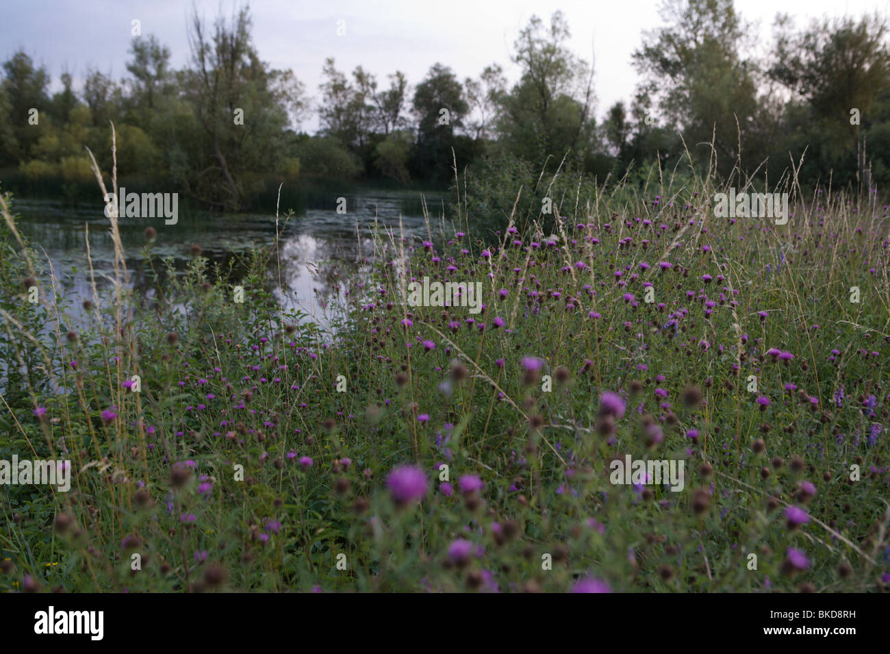 felmersham gravel pits bedfordshire Stock Photo - Alamy