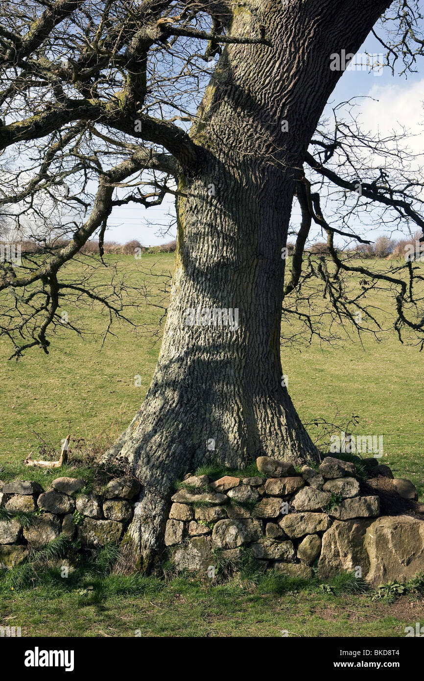 Tree growing in a stone wall hi-res stock photography and images - Alamy