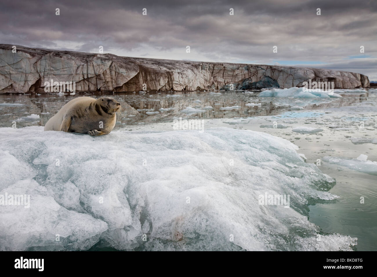 Norway, Svalbard, Spitsbergen Island, Portrait of Bearded Seal ...