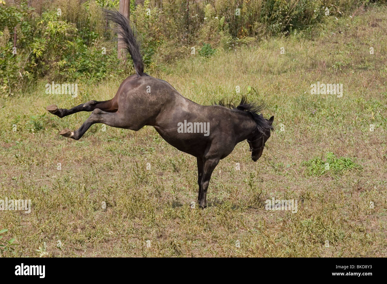 Bucking horse hi-res stock photography and images - Alamy