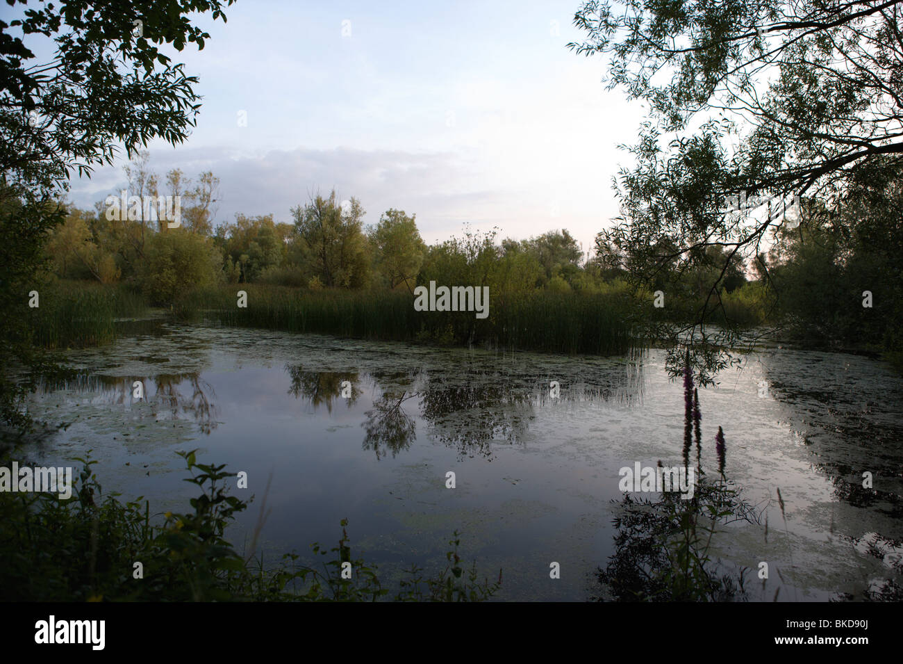 felmersham gravel pits bedfordshire Stock Photo - Alamy