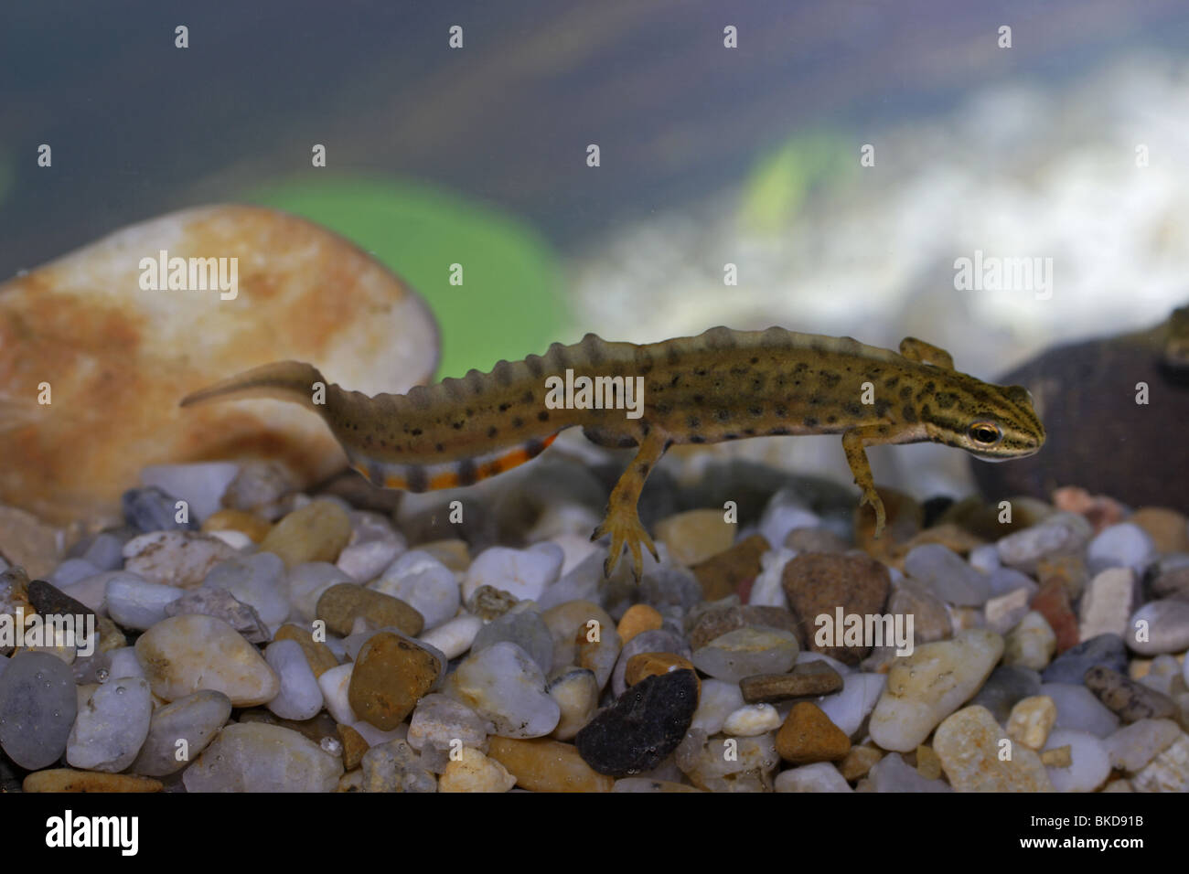 Teichmolch, Molch, Triturus, vulgaris, Lissotriton, Common, Newt Stock ...