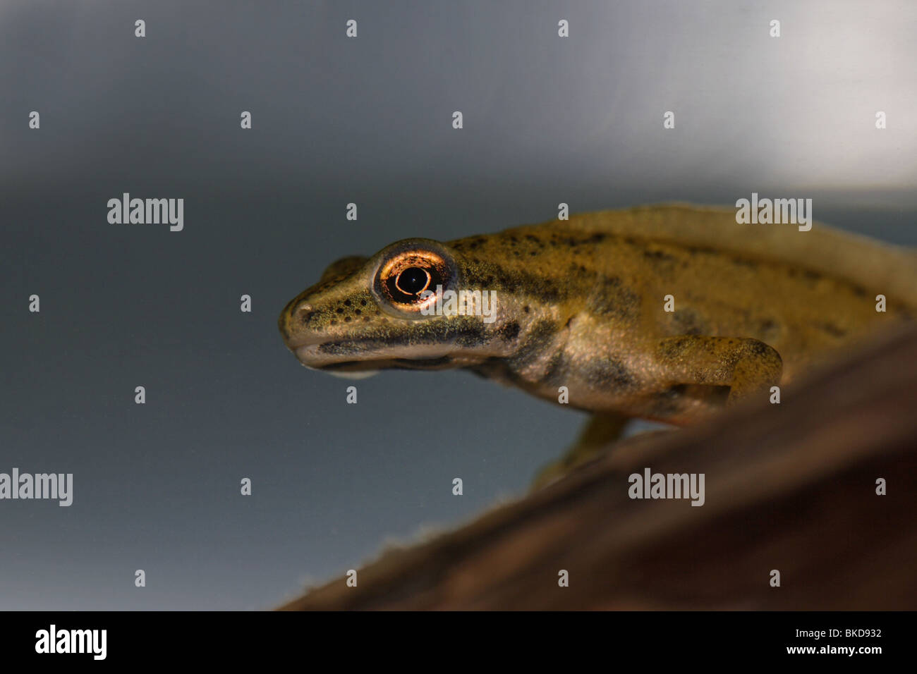 Teichmolch, Molch, Triturus, vulgaris, Lissotriton, Common, Newt Stock ...