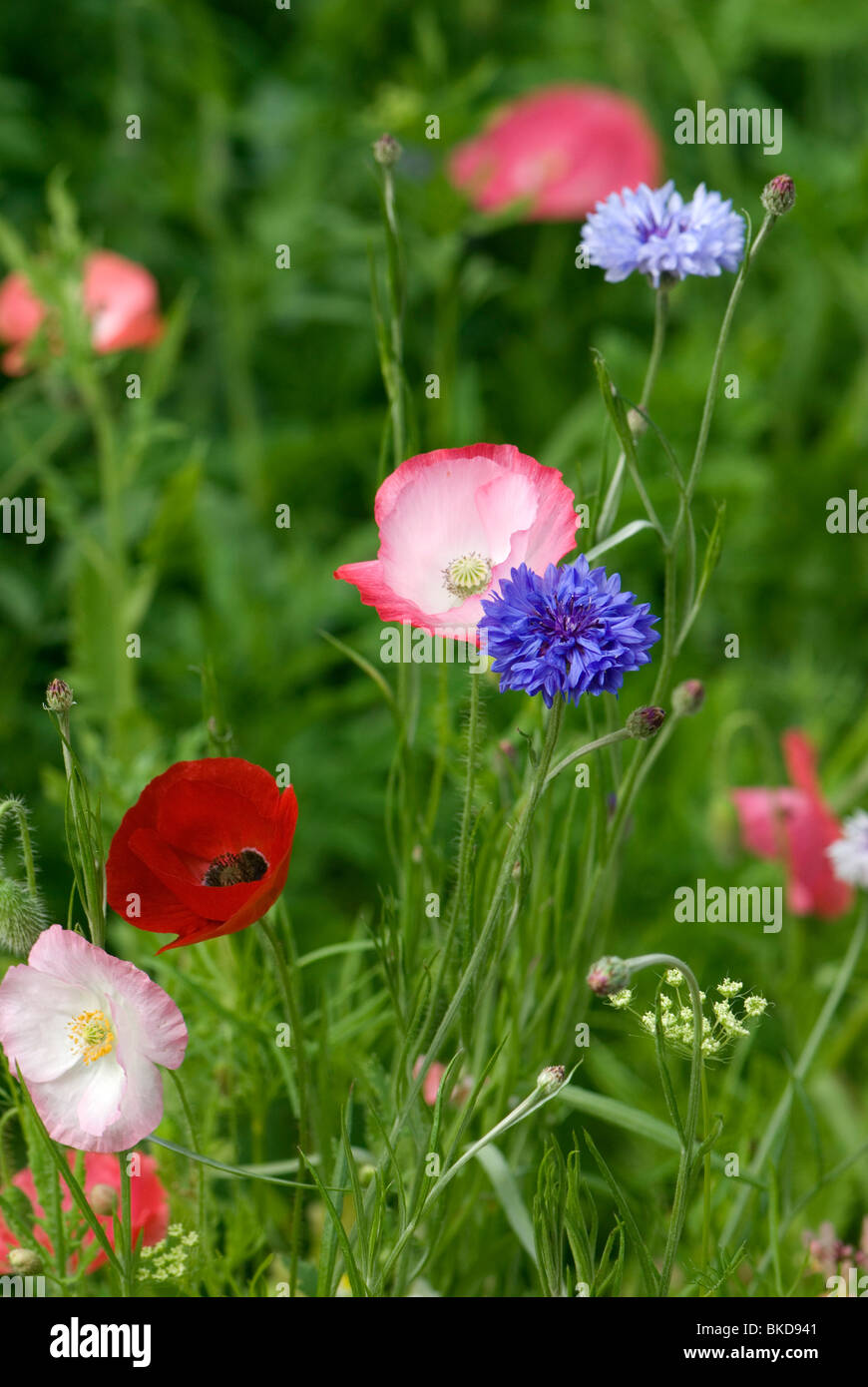 Summer wild flowers Stock Photo - Alamy