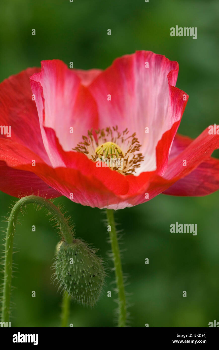 Poppy shape hi-res stock photography and images - Alamy